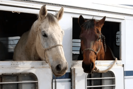 Step Up vs Ramp Horse Trailer: Choose the Right One